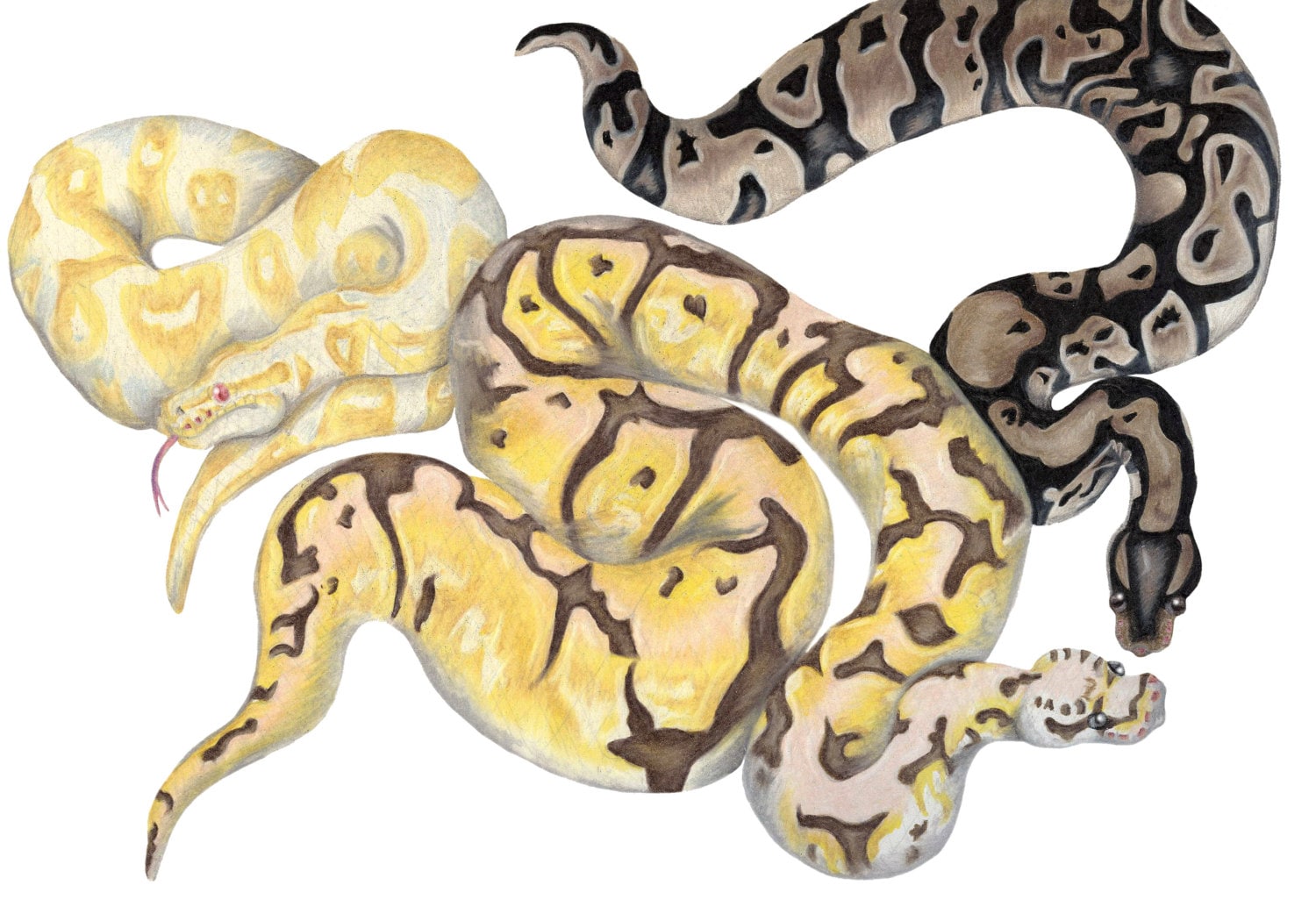Ball Pythons Print - Etsy