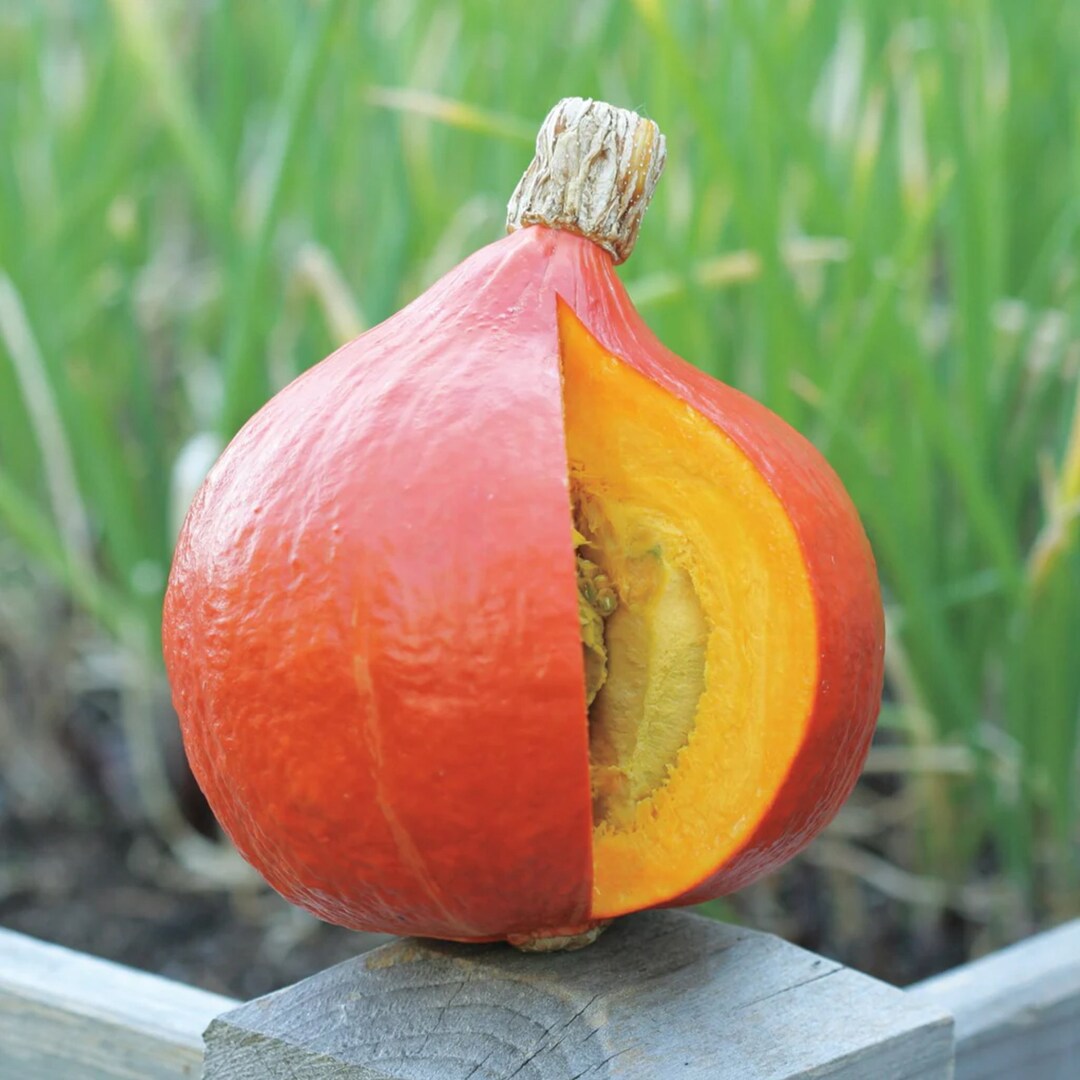 10 Red Kuri Squash Seeds - Vegetable Seeds - Non GMO - Etsy