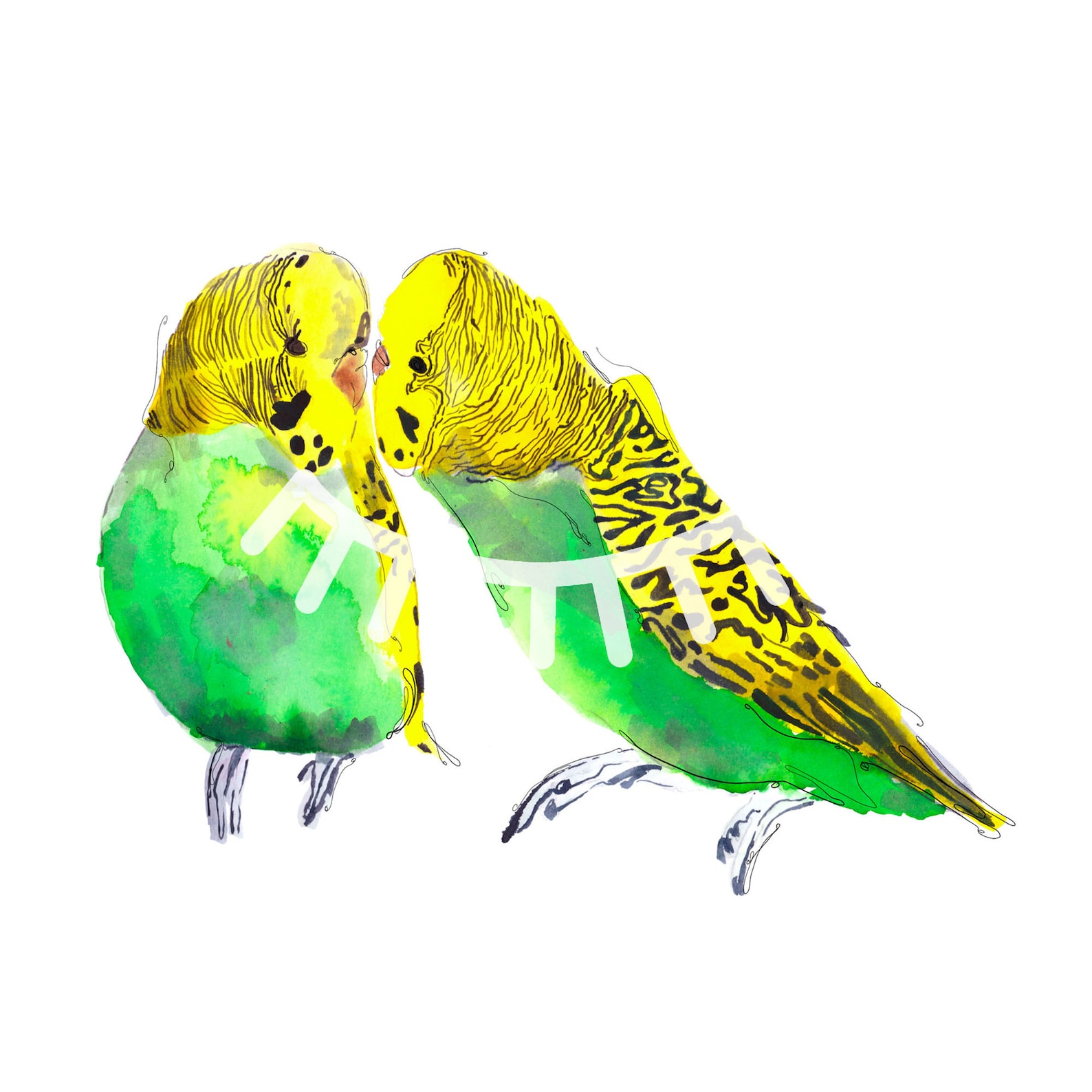 Green Parakeet Parrot Bird Watercolour Illustration Drawing - Etsy