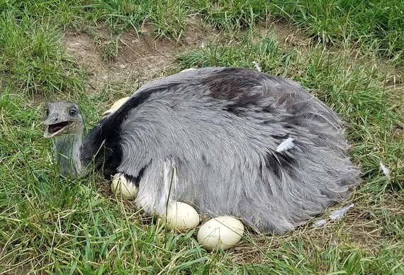 Emu Ostrich Hybrid