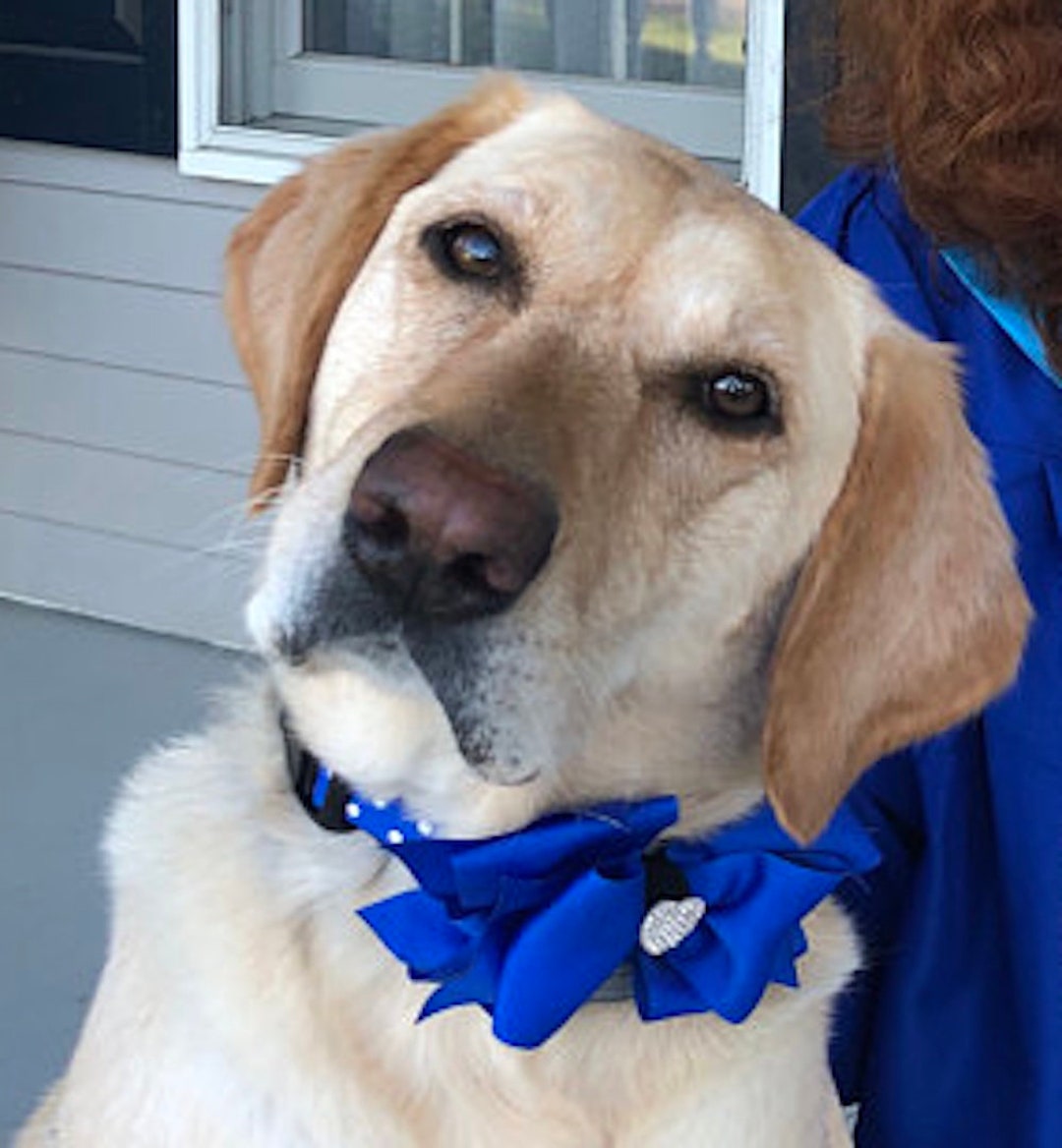 Dog Bow for Large Collars, Removable Dog Bow for Your Own 1-inch Width ...