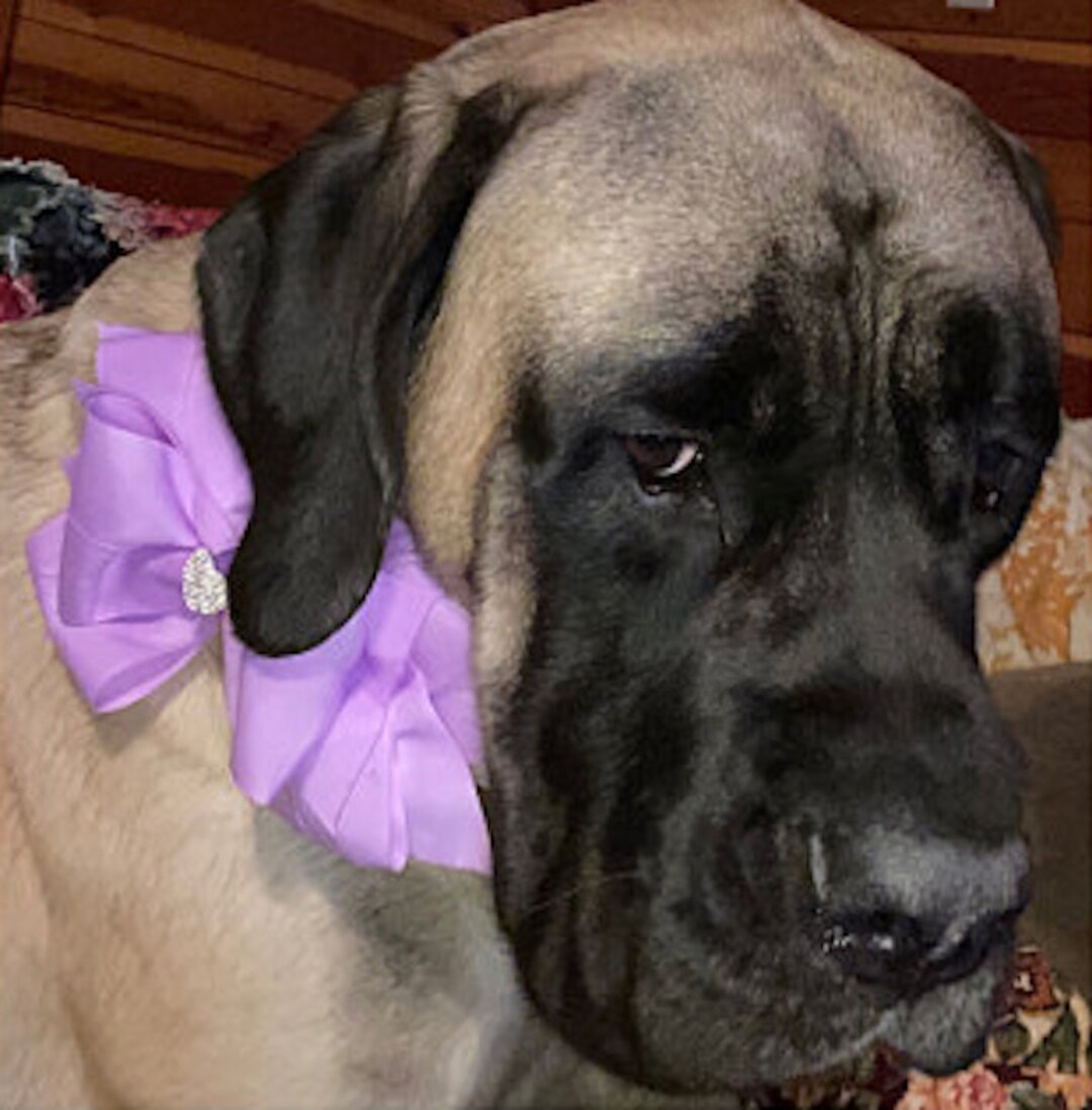 Dog Bow for XL Collars, Removable Dog Bow for Your Own 1.5 Inch Width ...