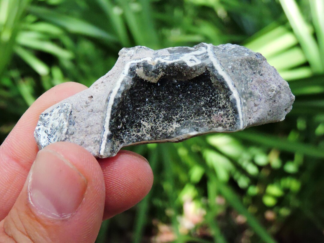 Agatized Fossil Coral With Druzy Quartz — Florida State Stone ...