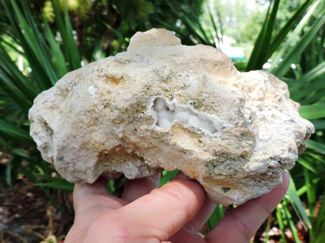 Exquisite 5.5 3lb Specimen of Druzy Agatized Coral From Florida's ...