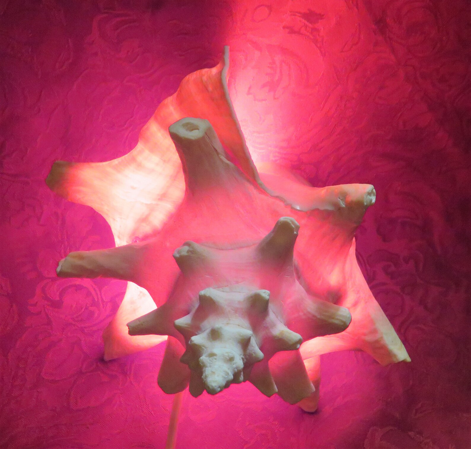 Large Pink Conch Shell Night Light... Beautiful Glow - Etsy