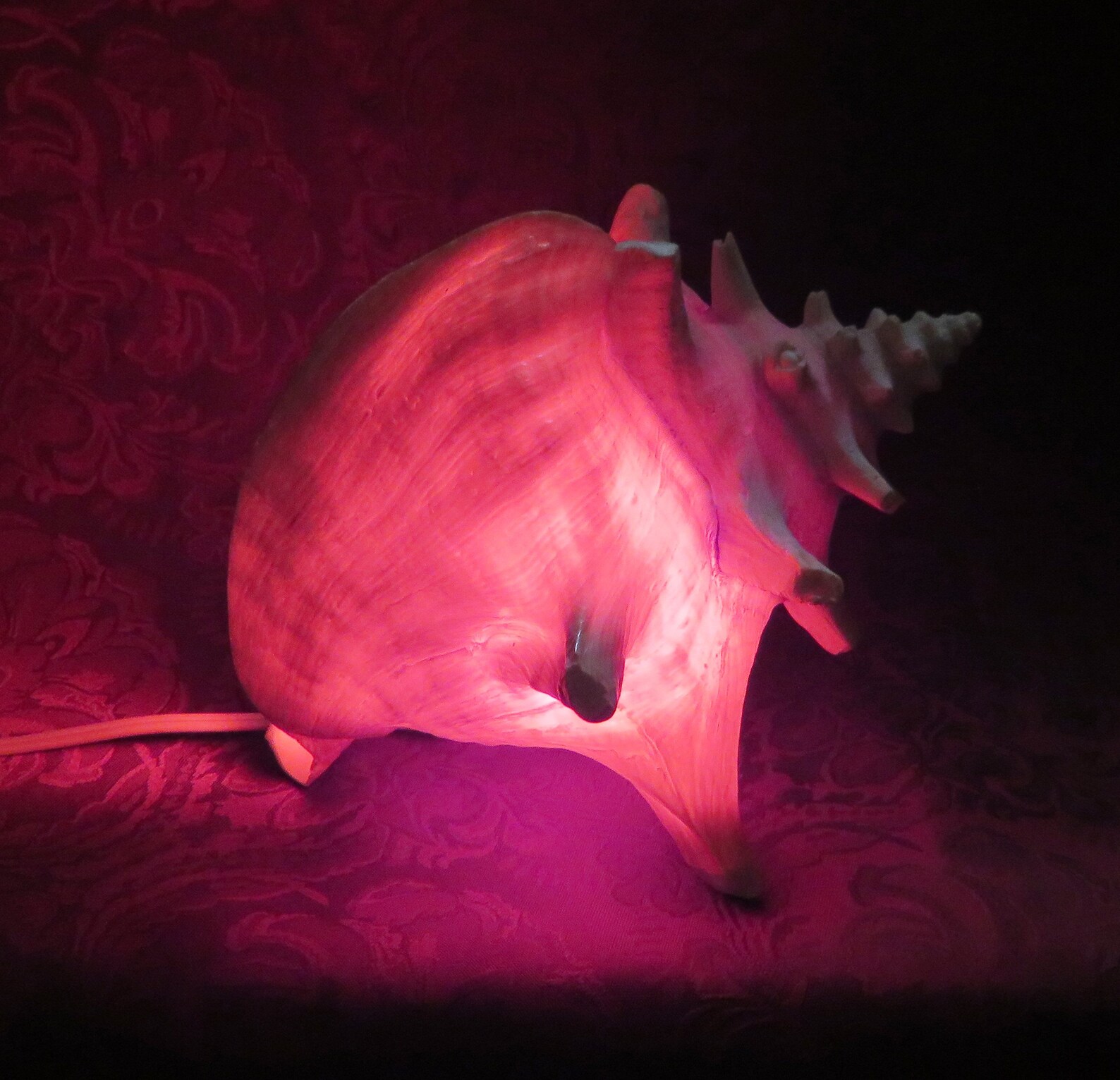 Large Pink Conch Shell Night Light... Beautiful Glow - Etsy