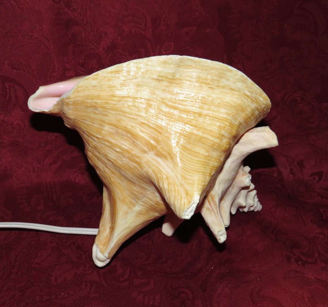 Large Pink Conch Shell Night Light... Beautiful Glow - Etsy