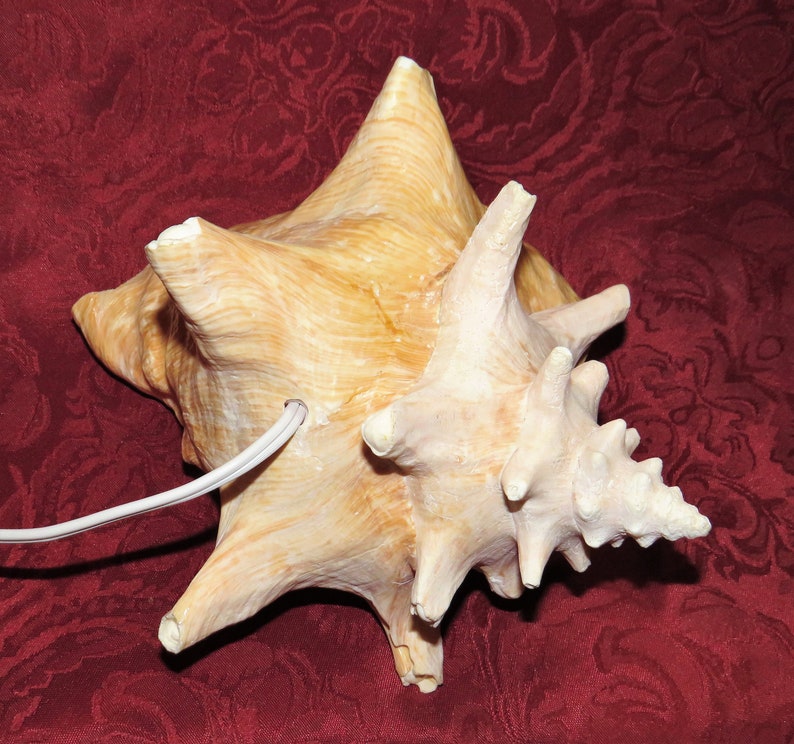 Large Pink Conch Shell Night Light... Beautiful Glow - Etsy