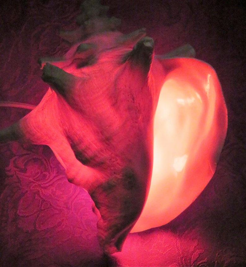 Large Pink Conch Shell Night Light... Beautiful Glow - Etsy
