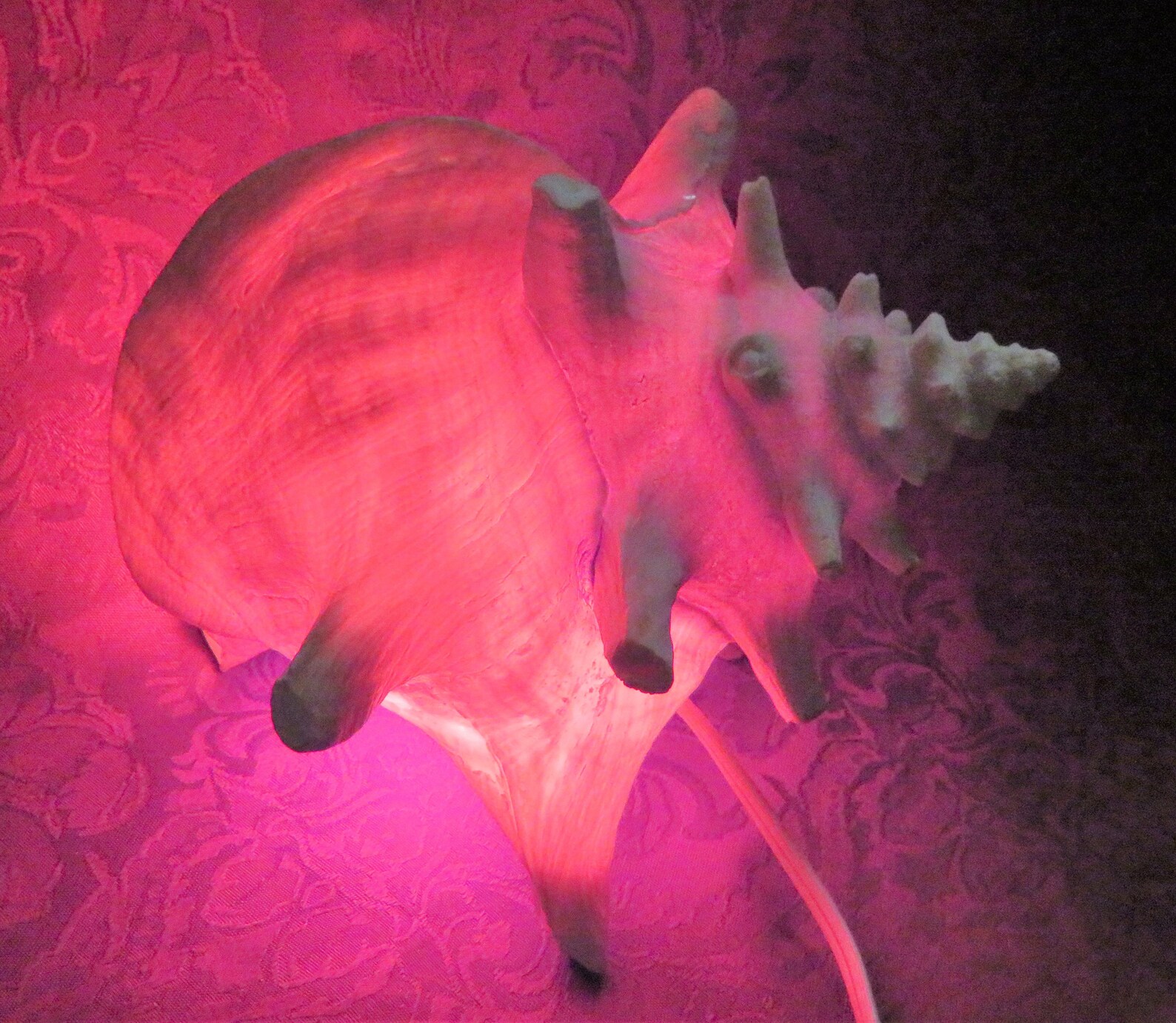 Large Pink Conch Shell Night Light... Beautiful Glow - Etsy