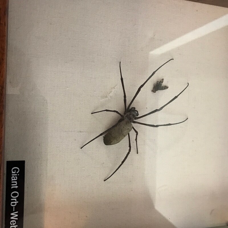 Framed Spider Web - Etsy