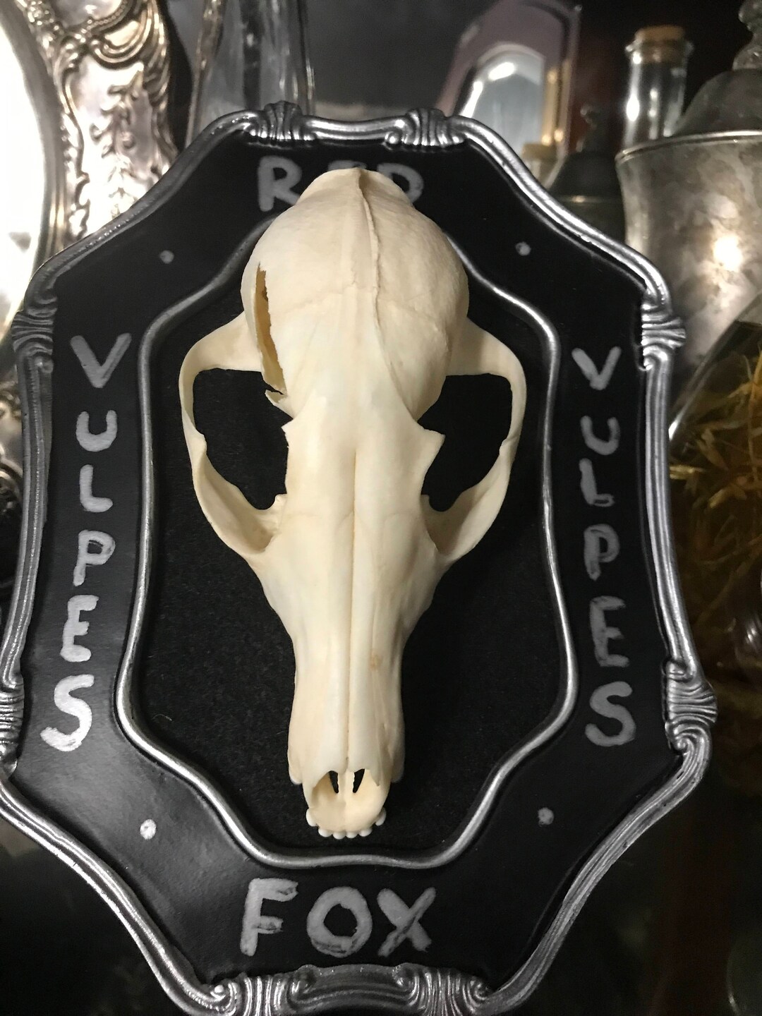 Red Fox Skull *real Bones* on a Frame - Etsy