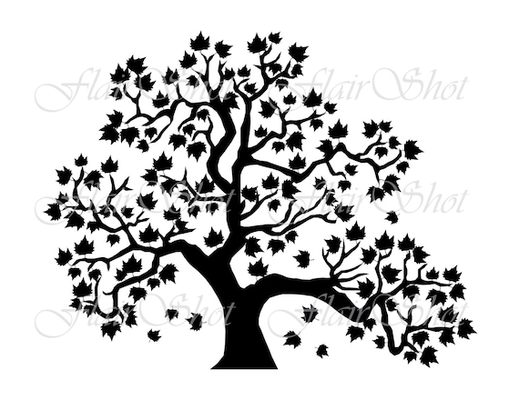 Maple Tree Clip Art Black And White