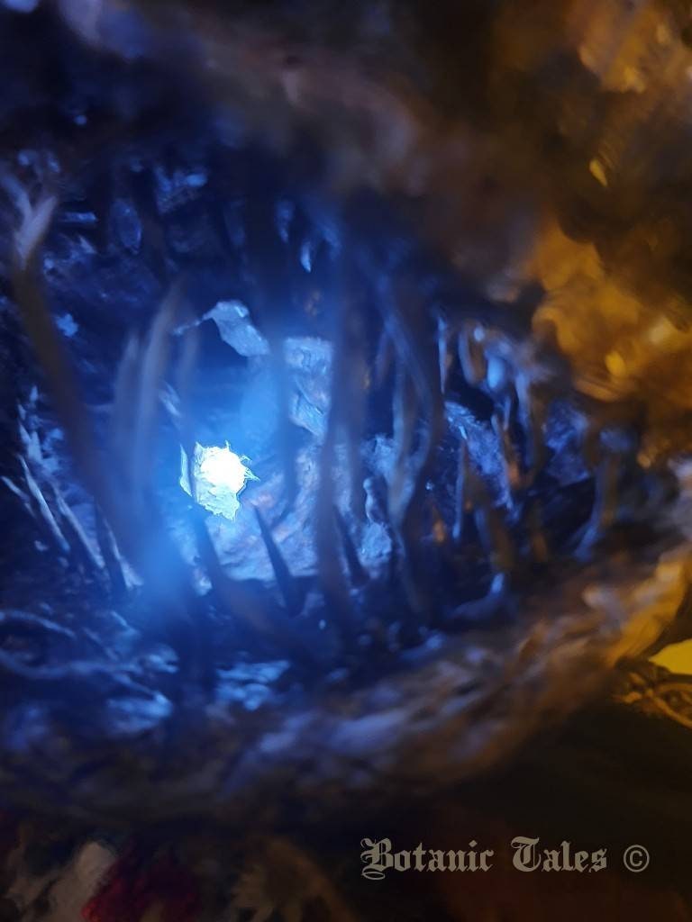 Angler Fish Trophy Lantern-faux Taxidermy-abyss Creature - Etsy