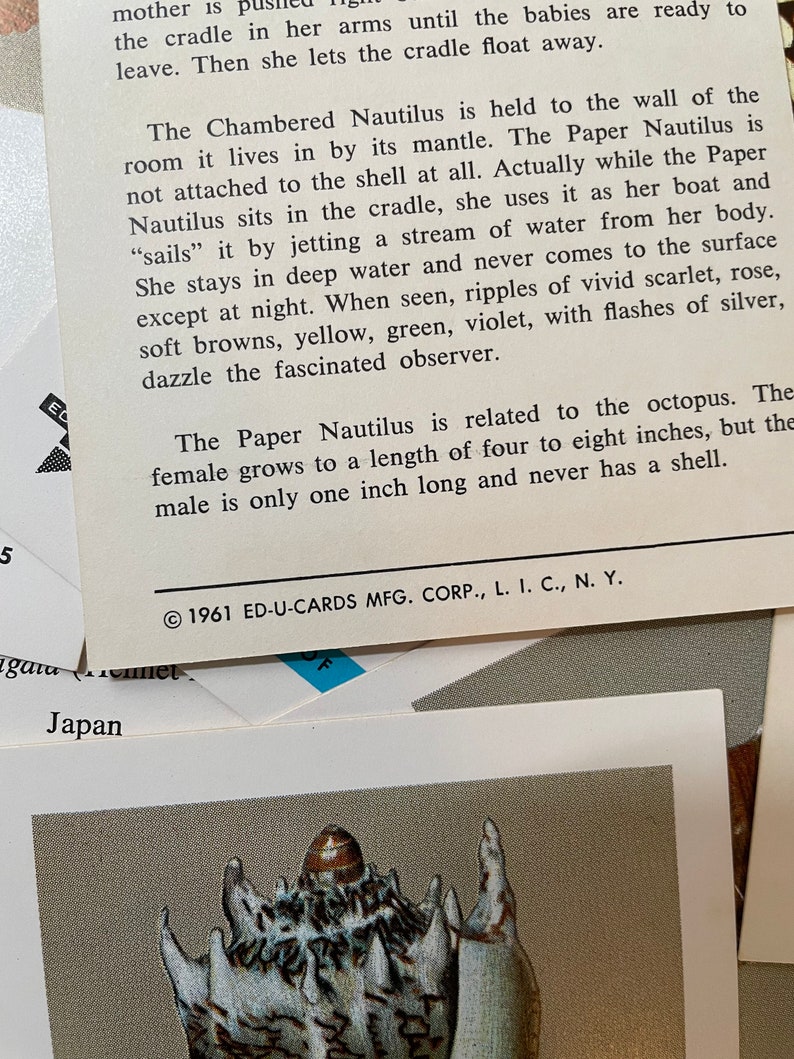 3 Vintage Ed-u-cards of Nature Sea Shells 1961 Photo Cards Junk Journal ...