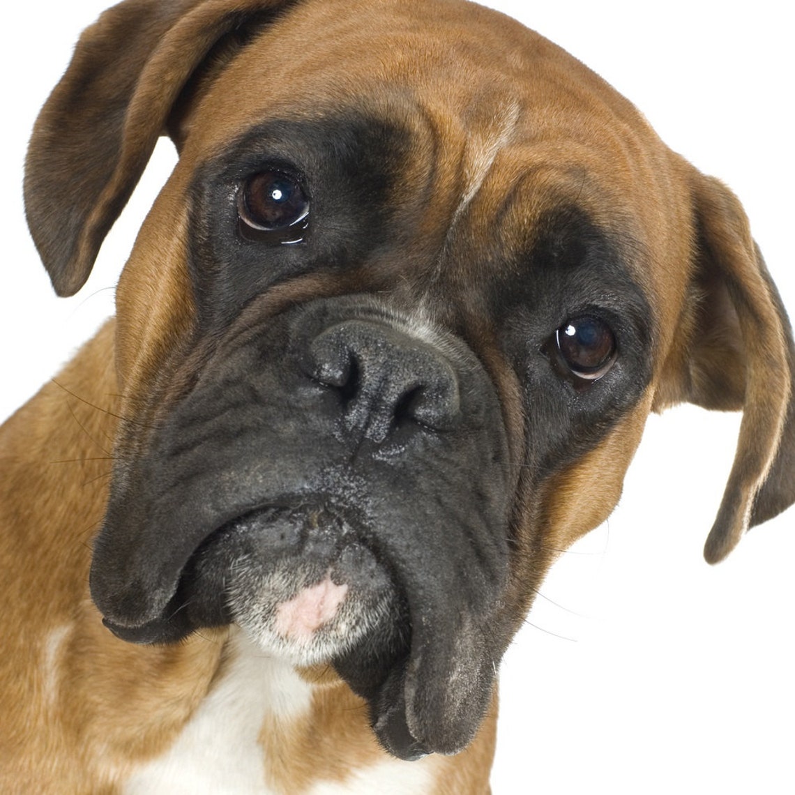 Handmade Boxer Dog Jewelry .925 Sterling Silver Cuddle Ring. Great for ...