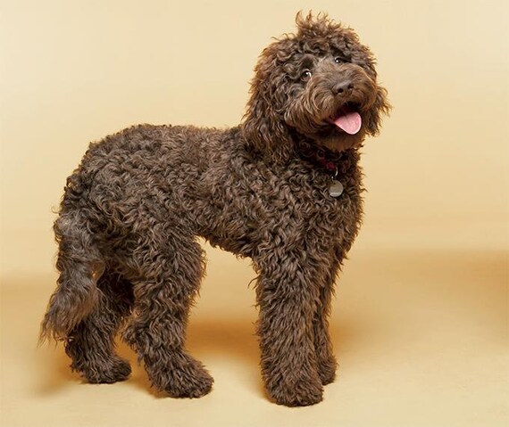 Silver Labradoodle