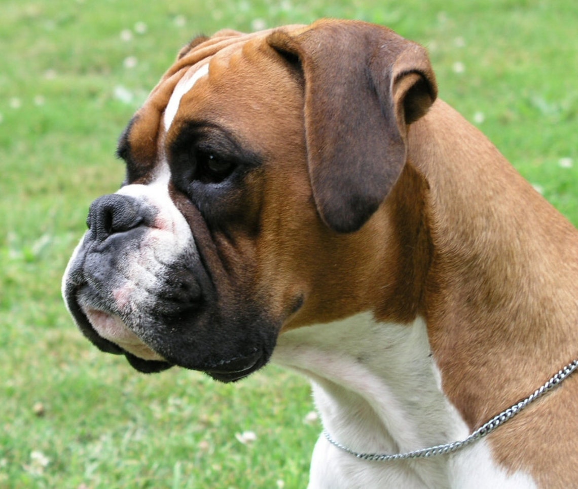 Handmade Boxer natural Ears Necklace in Sterling Silver or - Etsy
