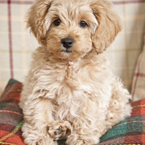 Handmade Cockapoo Cuddle Wrap Ring in Sterling Silver or 14k Gold - Etsy