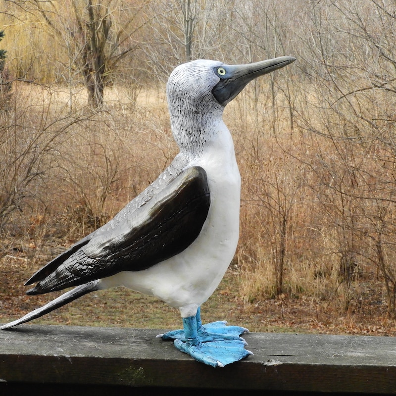 Blue Footed Booby - Etsy