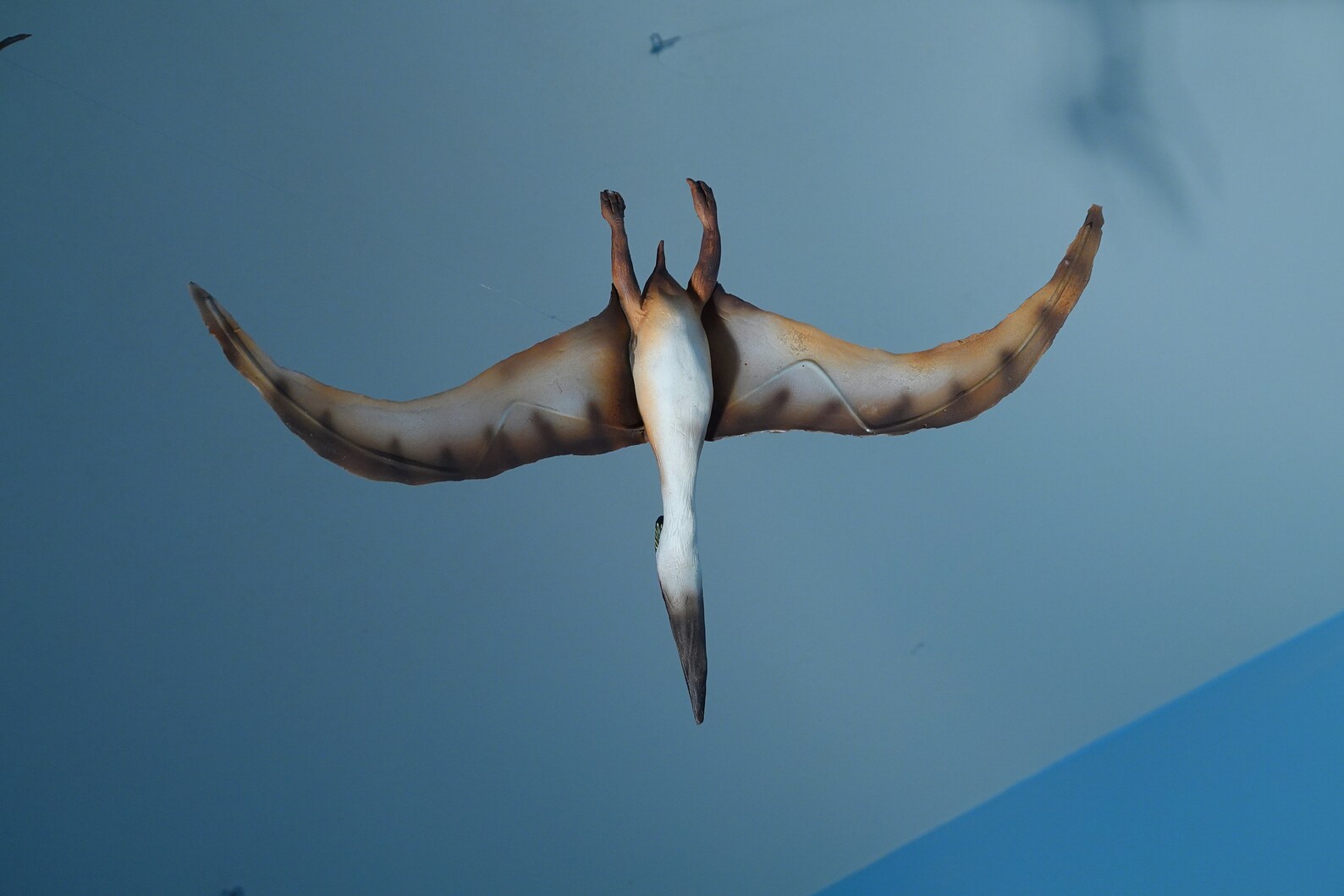 Alcione Replica Pterodactyl Model Custom "budget Pterosaur" - Etsy