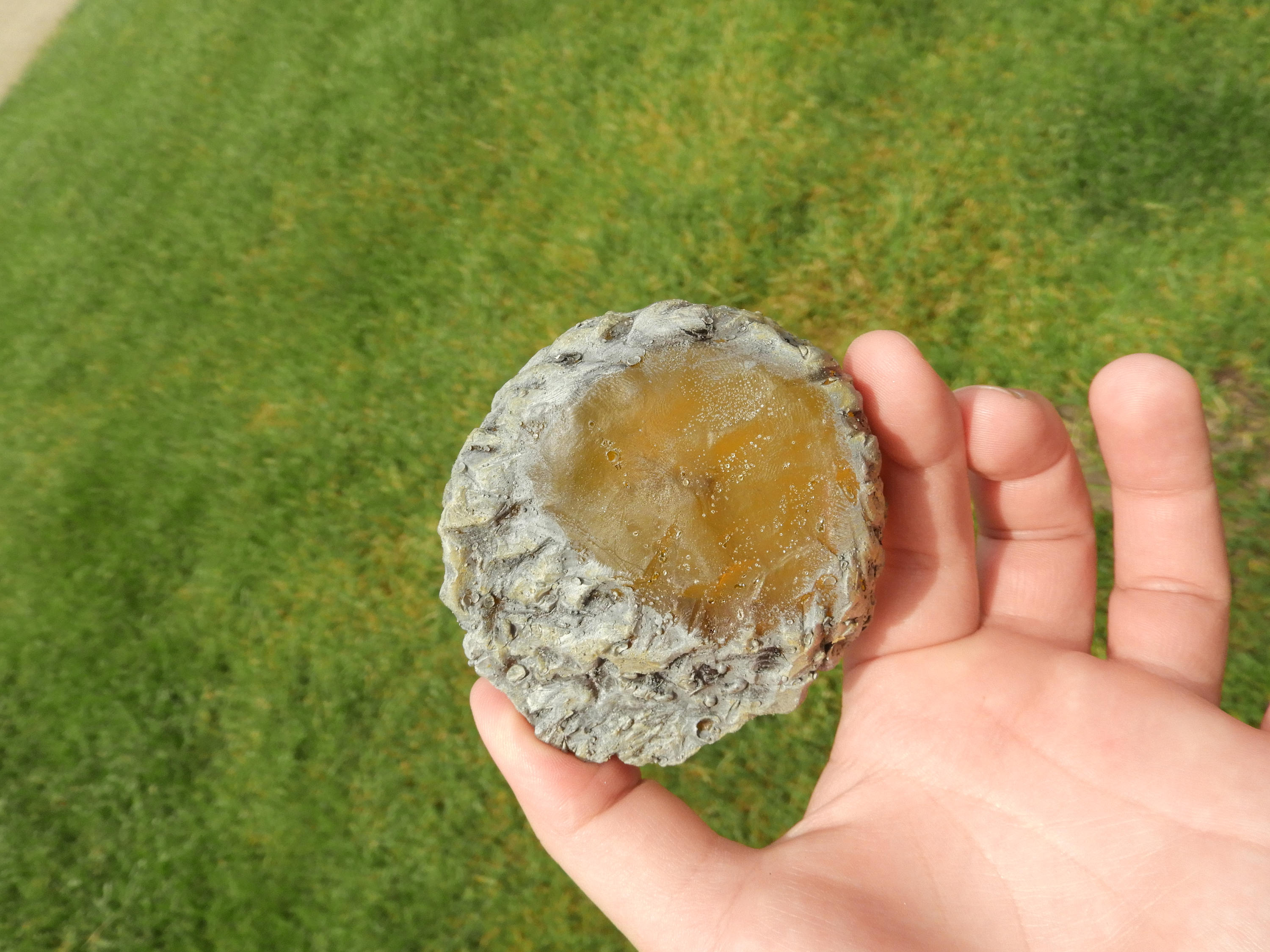 Mosquito in Amber Prop Replica - Etsy