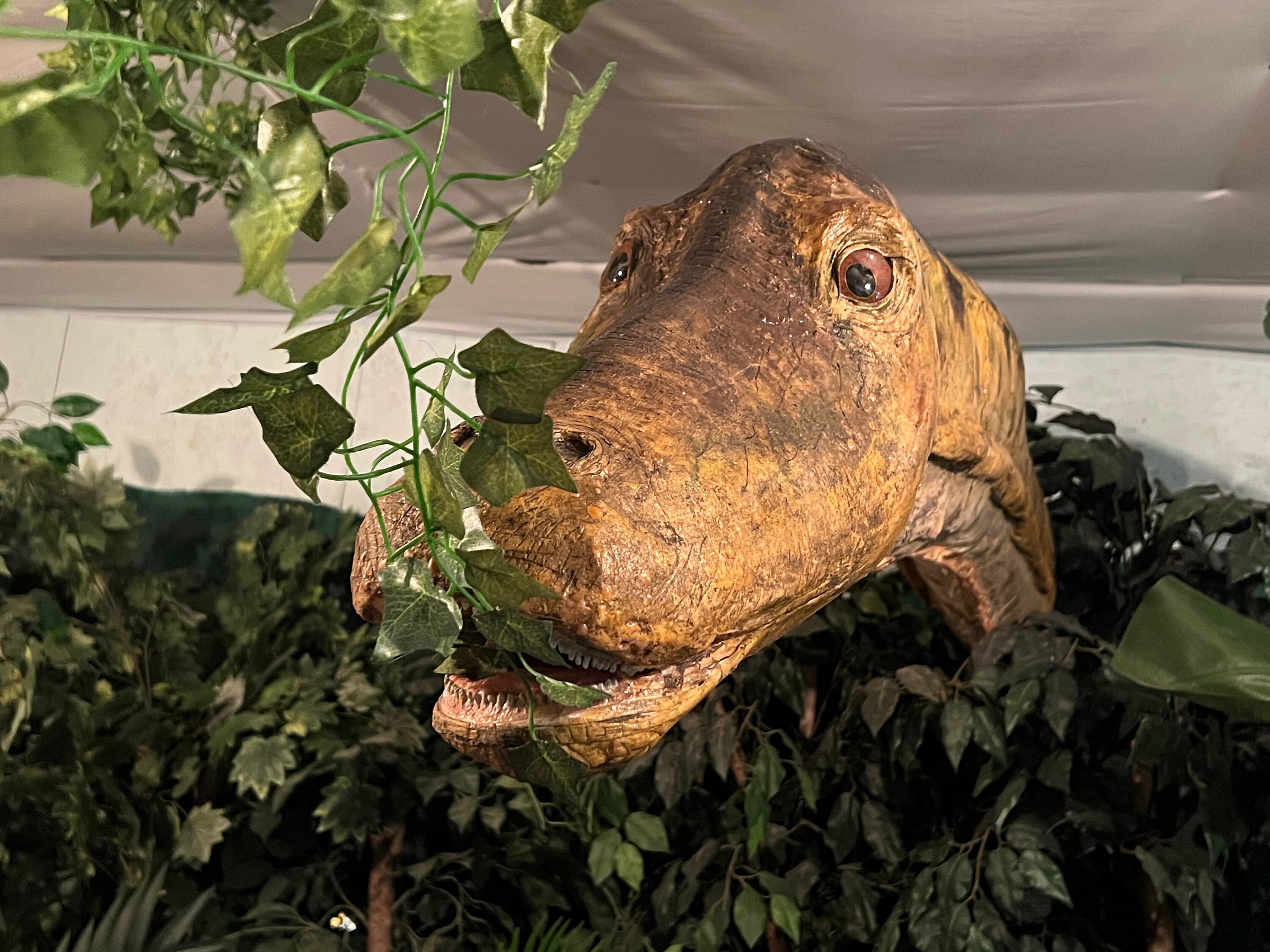 Giant Diplodocus Head and Neck Replica - Etsy UK