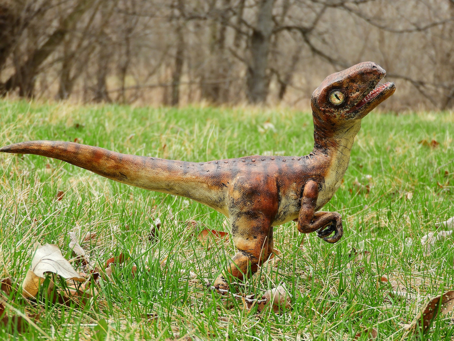 Velociraptor Baby Made to Order Replik Dinosaurier Prop - Etsy.de