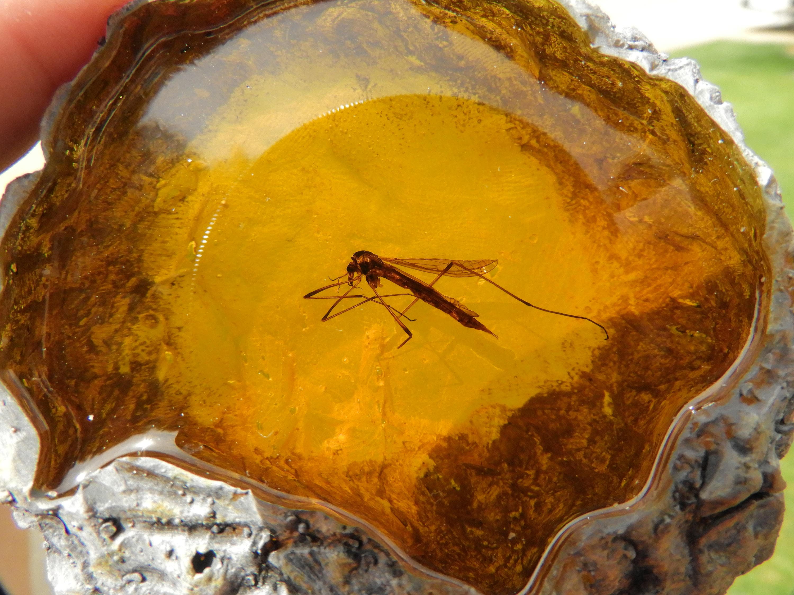 Mosquito in Amber Prop Replica - Etsy