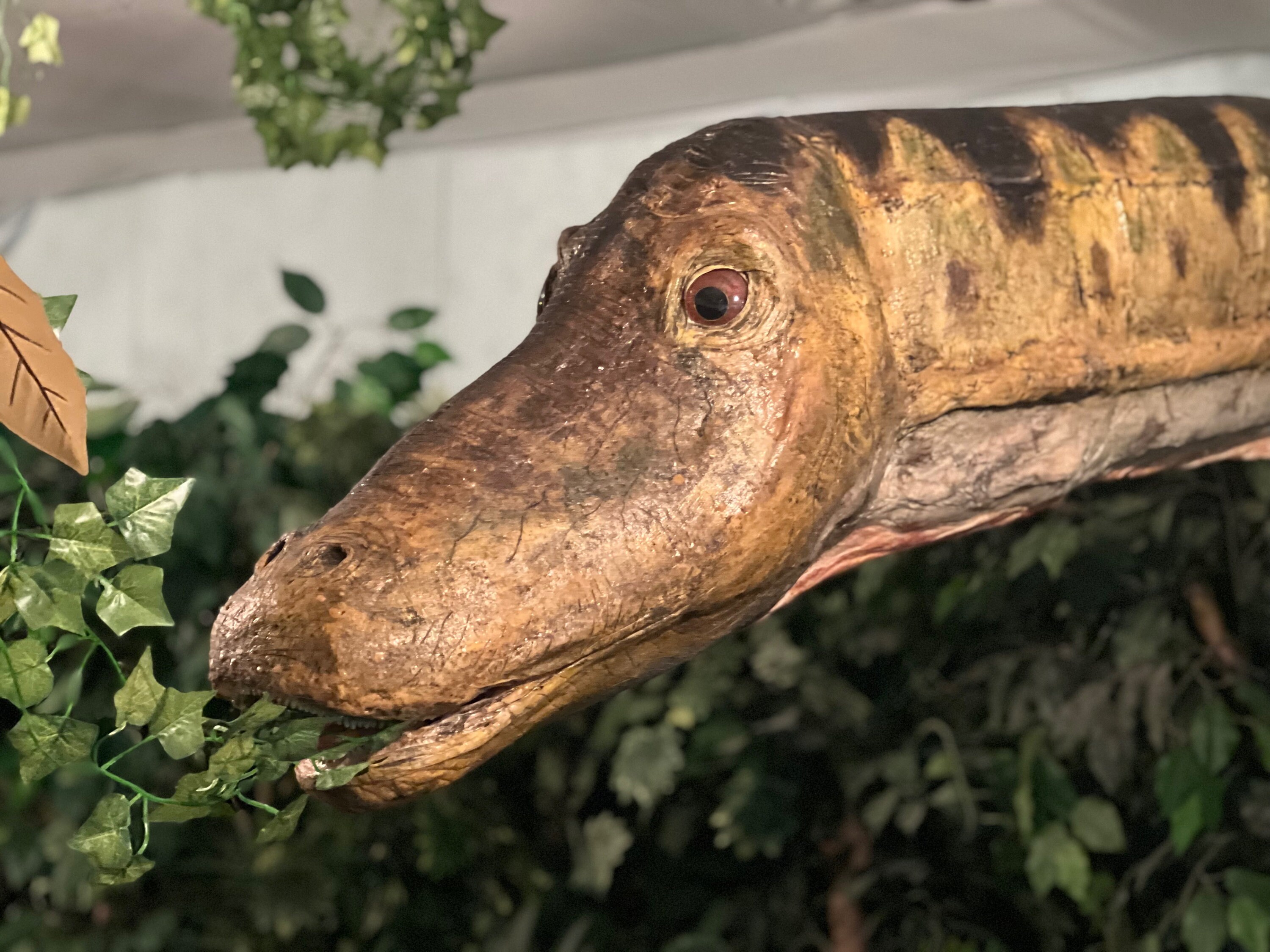 Giant Diplodocus Head and Neck Replica - Etsy UK