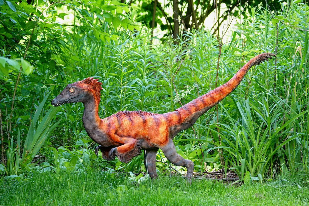 Feathered Velociraptor Life Size Replica Model - Male - Etsy