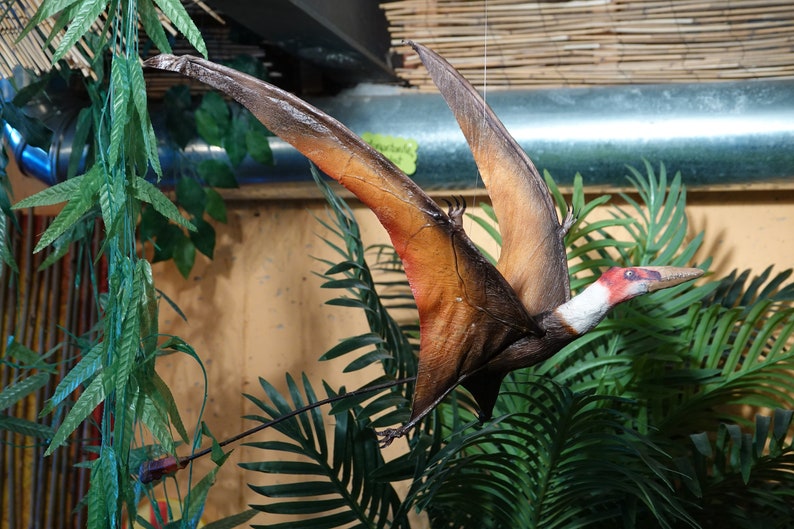 Darwinopterus Female Replica Pterodactyl Model Custom - Etsy