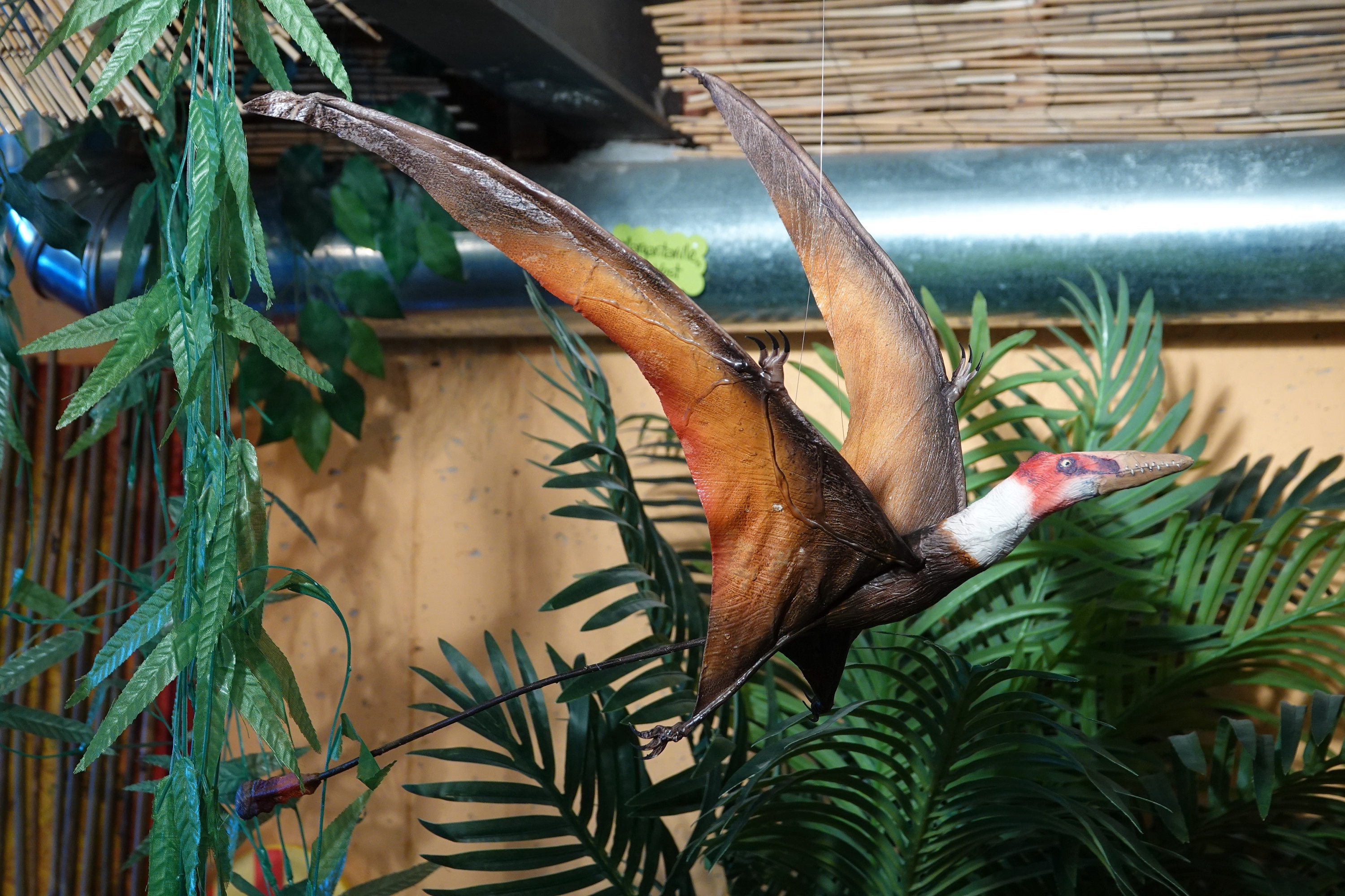 Darwinopterus Female Replica Pterodactyl Model Custom - Etsy