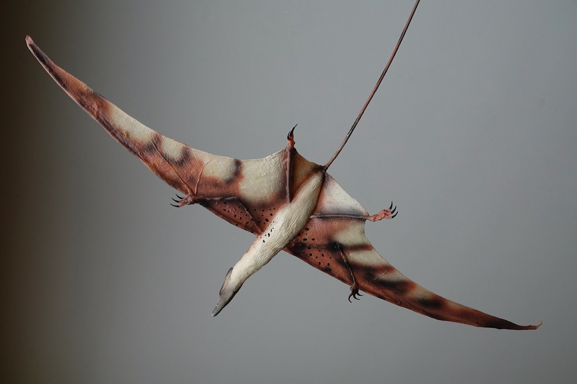 Darwinopterus Male "gliding" Replica Pterodactyl Model Custom - Etsy