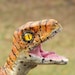 Velociraptor Baby Made to Order Replica Dinosaur Prop - Etsy