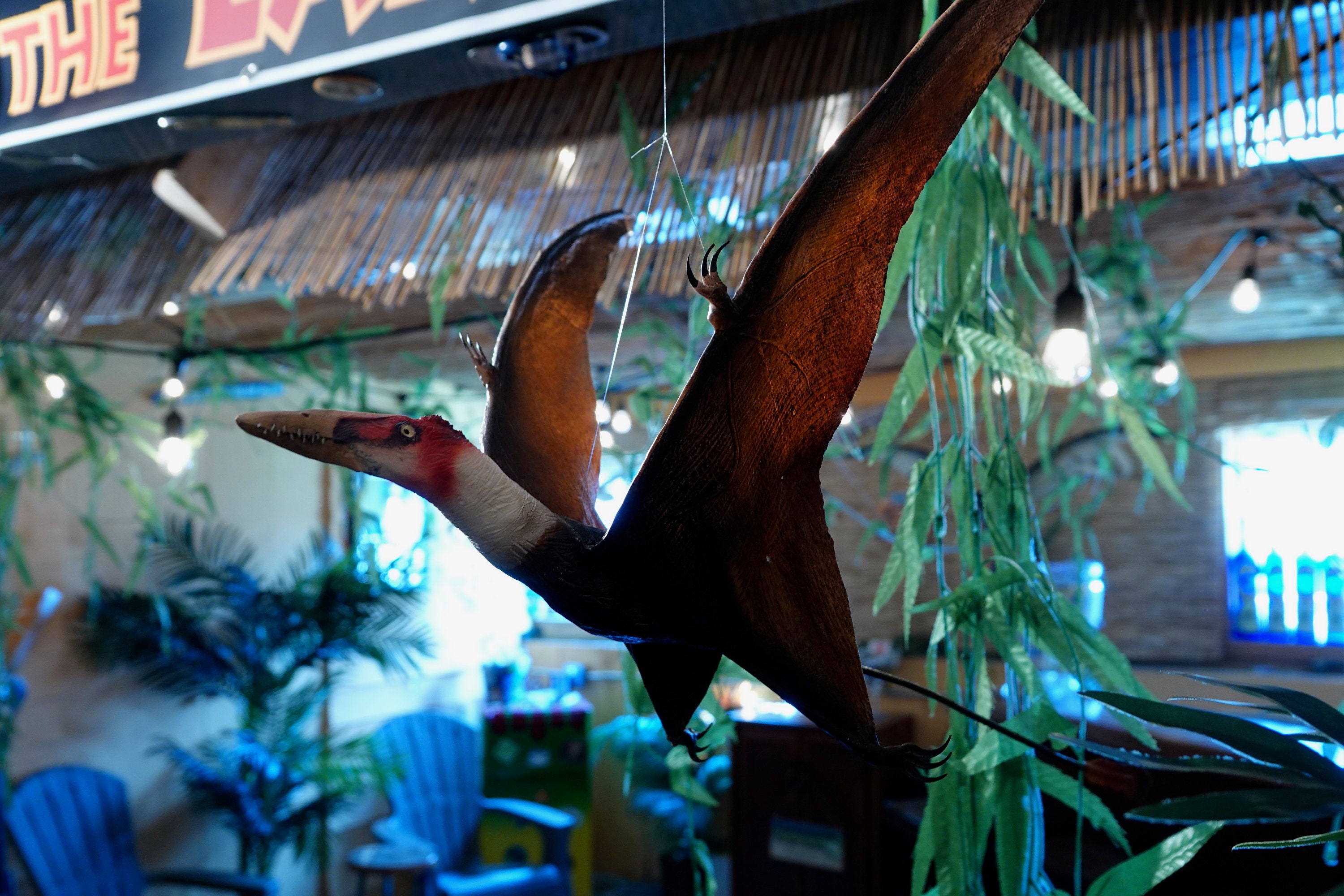 Darwinopterus Female Replica Pterodactyl Model Custom - Etsy