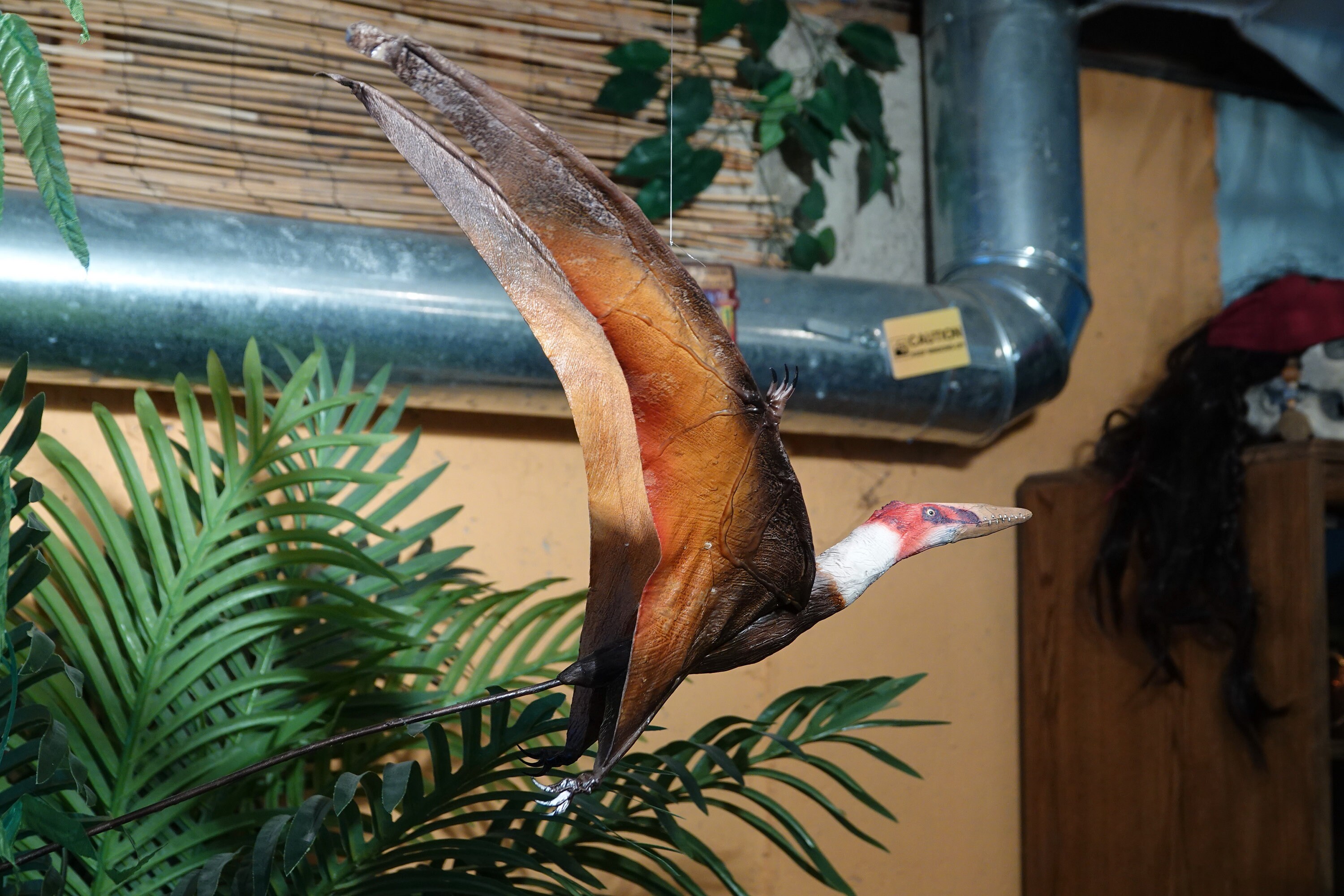 Darwinopterus Female Replica Pterodactyl Model Custom - Etsy