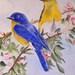 Painting of Bluebirds,bluebirds in Tree,blue and Yellow Bird,artist ...