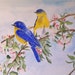 Painting of Bluebirds,bluebirds in Tree,blue and Yellow Bird,artist ...