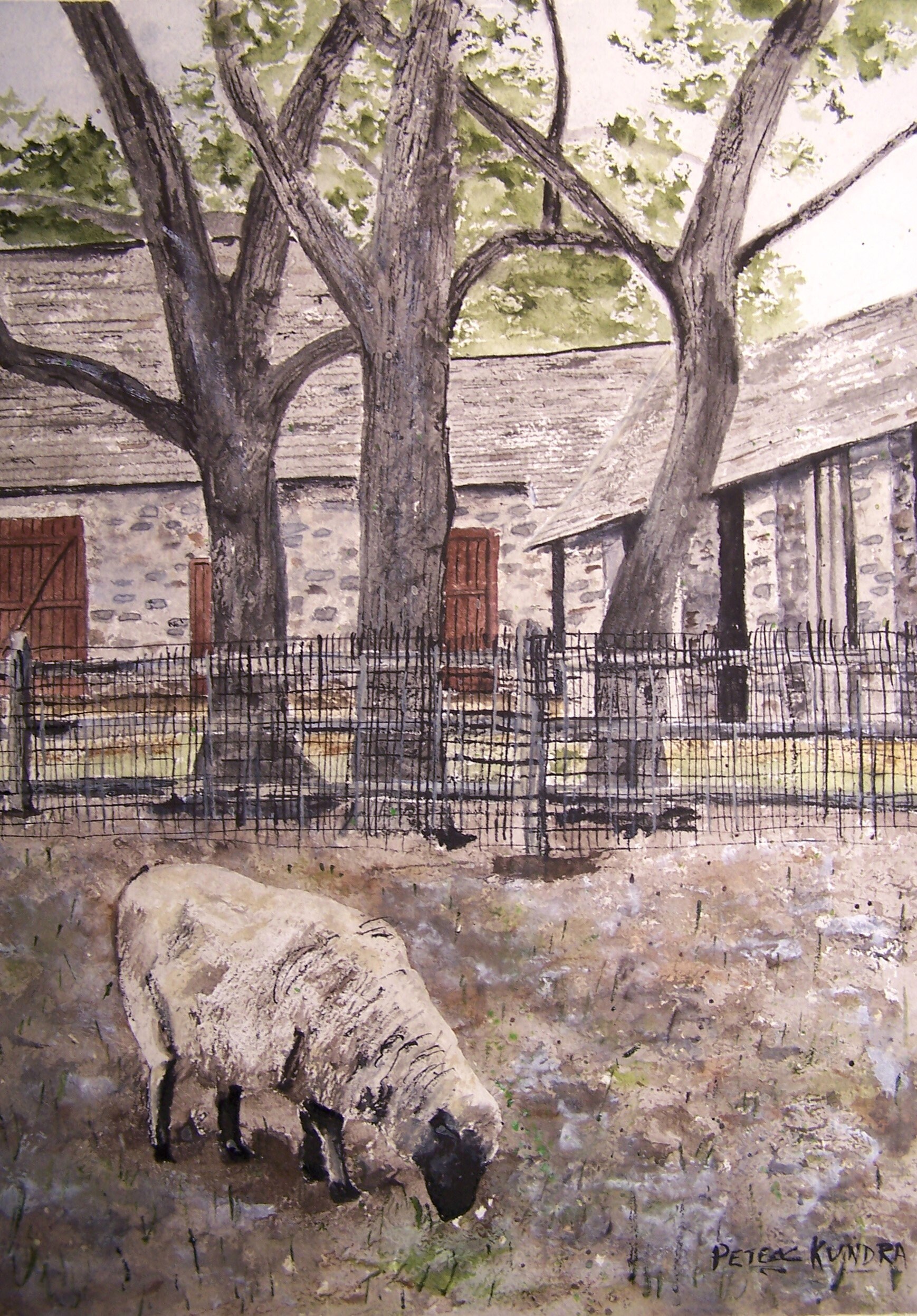 Sheep Barn at Washington Crossing,grazing Sheep Scene, Historic Sheep ...