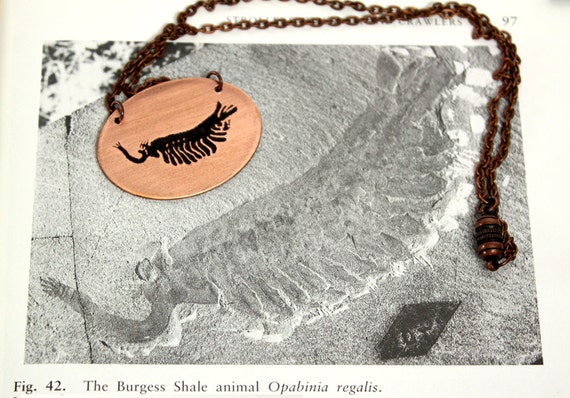 Opabinia Fossil