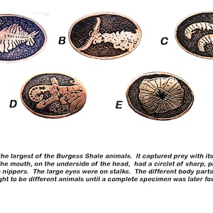 Burgess Shale Biota Etched Copper Lapel Pin or Tie Tack - Etsy