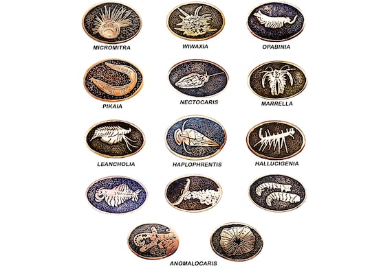 Burgess Shale Biota Etched Copper Lapel Pin or Tie Tack - Etsy