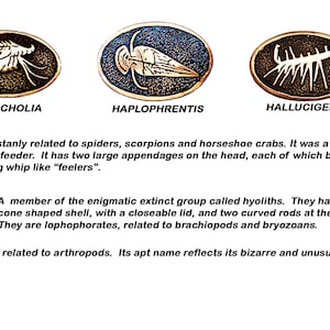 Burgess Shale Biota Etched Copper Lapel Pin or Tie Tack - Etsy