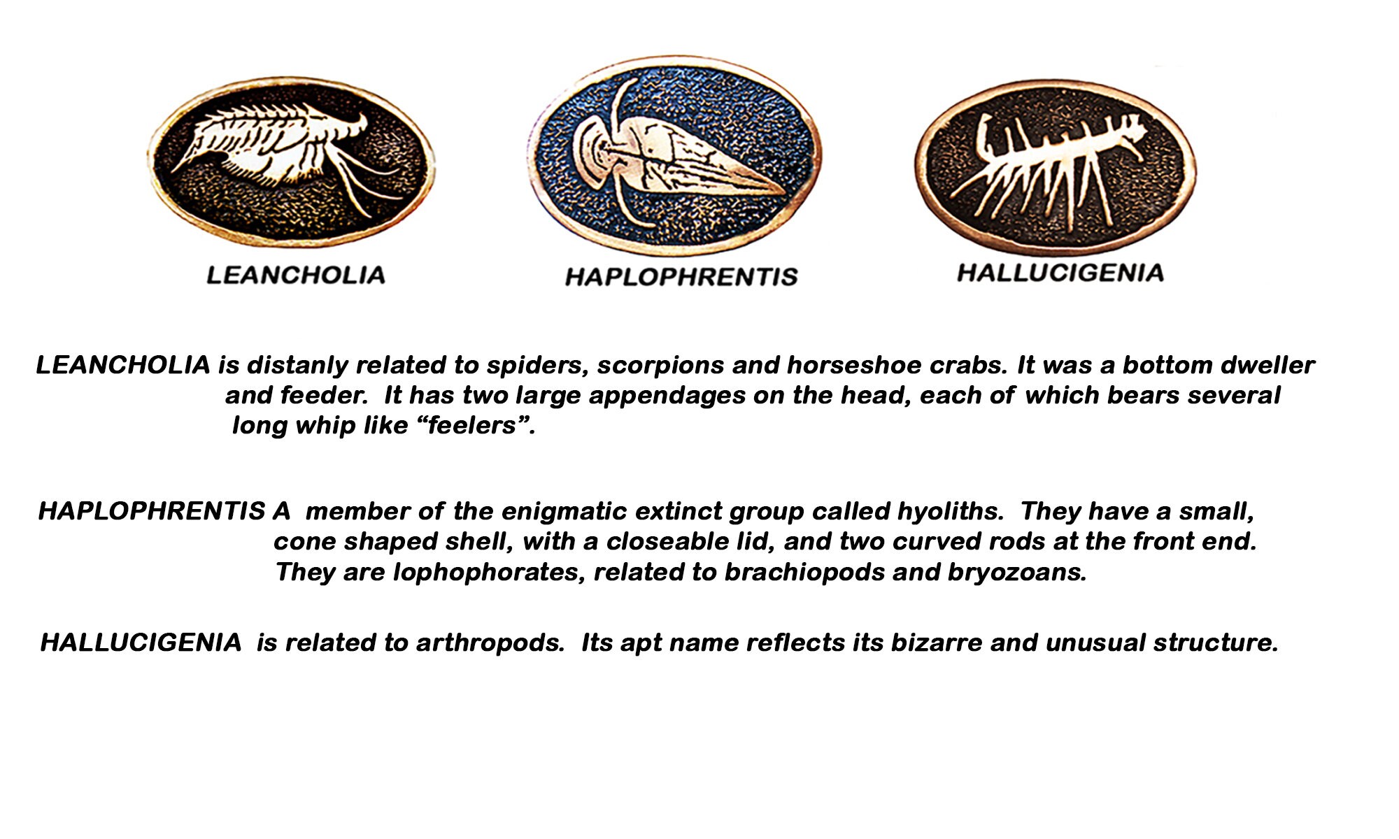 Burgess Shale Biota Etched Copper Lapel Pin or Tie Tack - Etsy