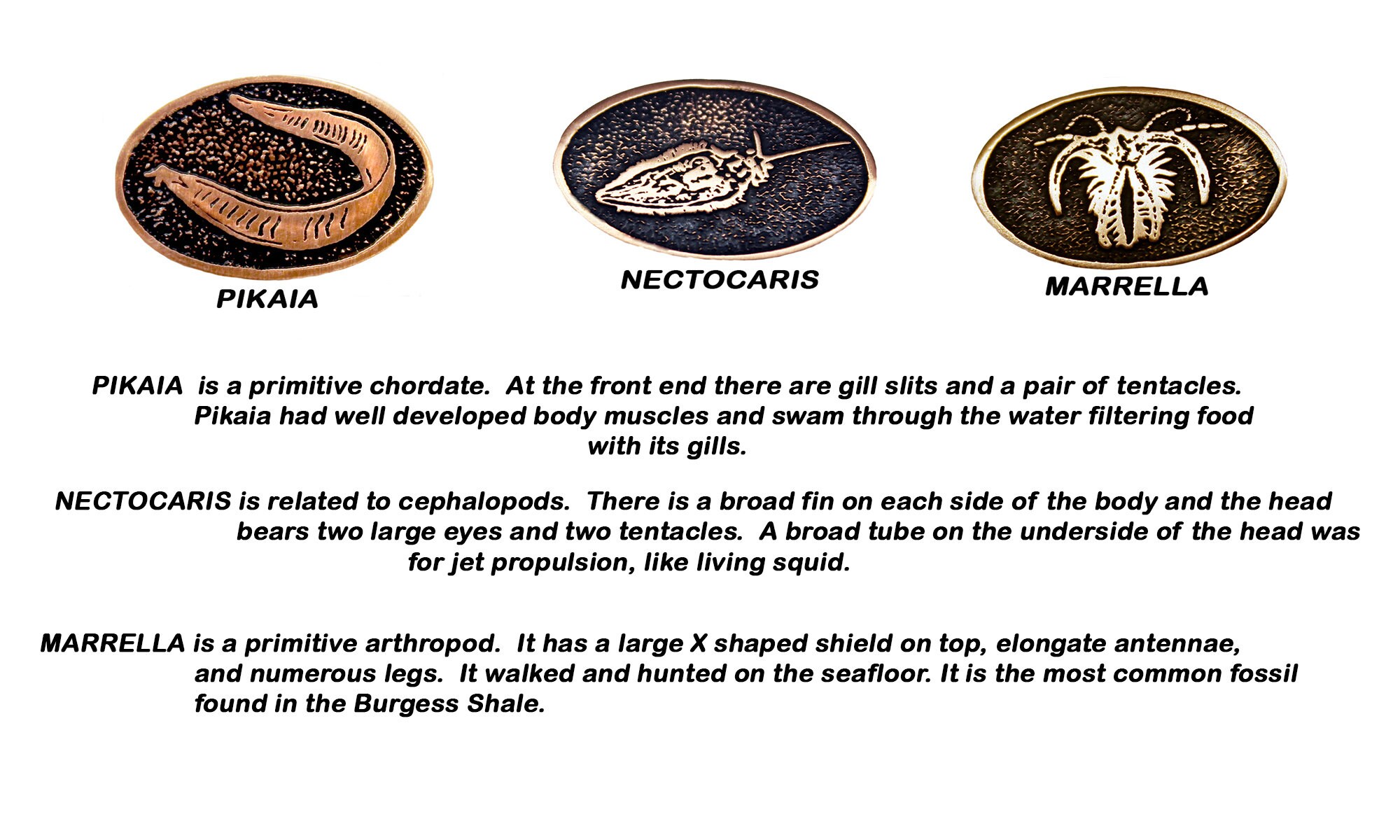 Burgess Shale Biota Etched Copper Lapel Pin or Tie Tack - Etsy