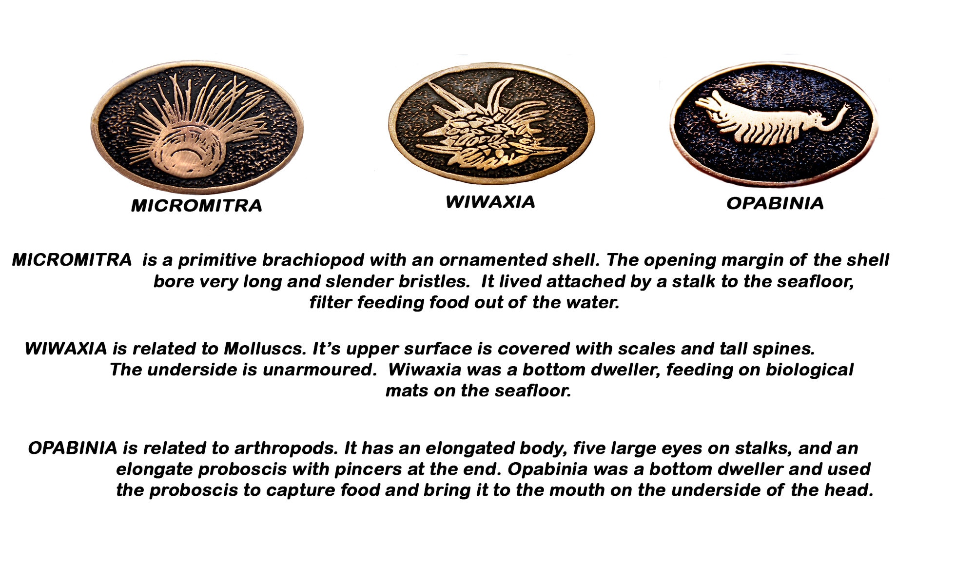 Burgess Shale Biota Etched Copper Lapel Pin or Tie Tack - Etsy