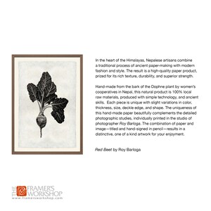 Barloga: Red Beet 20x30 Photographic Print on Hand-made Paper - Etsy