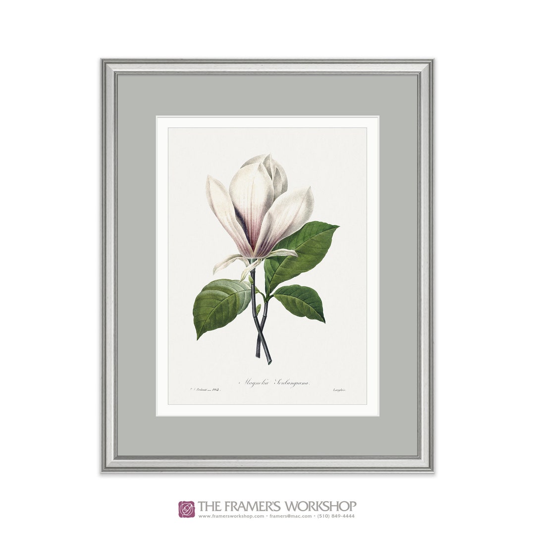 Magnolia Soulangiana by Pierre-joseph Redouté. please Read Full ...