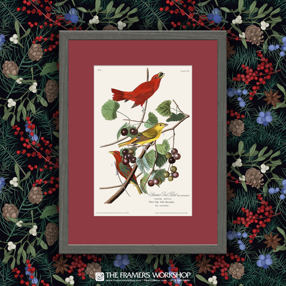 Summer Red Bird Plate 44 JJ Audubon please Read Full Description Below ...